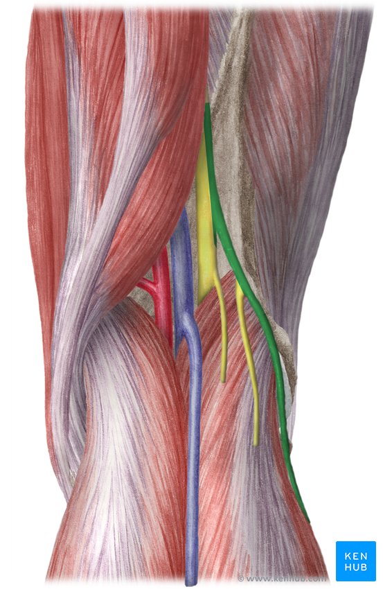 Nervus fibularis communis: Anatomie | Kenhub