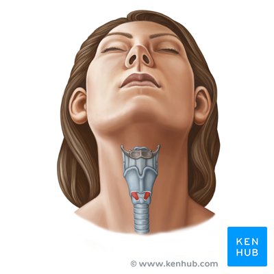 Anatomía del cuello: Músculos, glándulas, órganos | Kenhub
