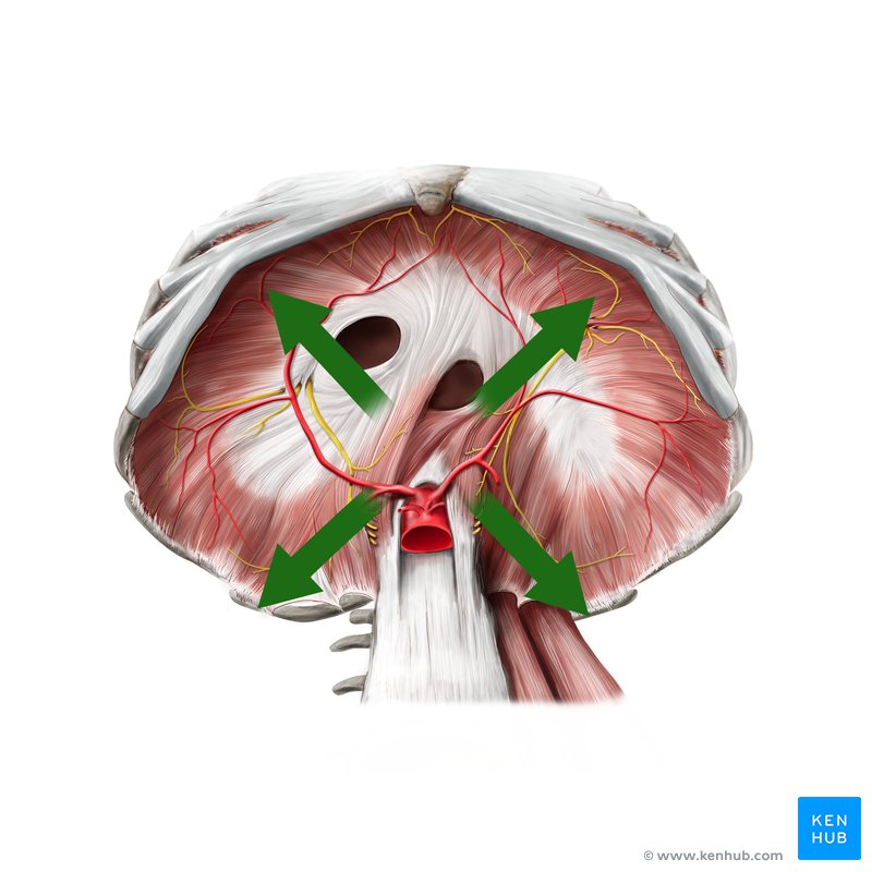 Directional terminology: Peripheral | Kenhub