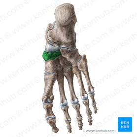 Os naviculare (Kahnbein) - Anatomie & Funktion | Kenhub