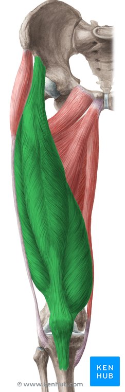 Musculus quadriceps femoris: Anatomie und Funktion | Kenhub