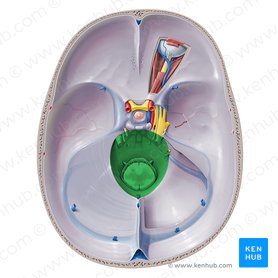Tentorium cerebelli: Anatomy and function | Kenhub