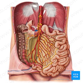 Thoracic duct: Anatomy, course and clinical significance | Kenhub