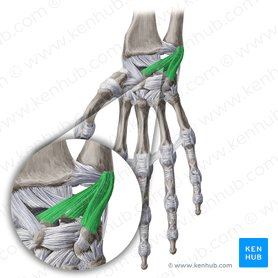 Os lunatum (Mondbein) - Anatomie & Klinik | Kenhub