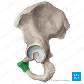 Hip bone - ilium, ischium and pubis | Kenhub