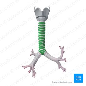 Musculoskeletal system: Anatomy and functions | Kenhub