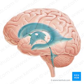Ventricles of the brain: Anatomy and pathology | Kenhub