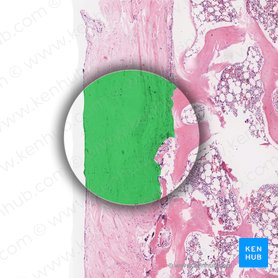 Bone: Histology, constituents and types | Kenhub