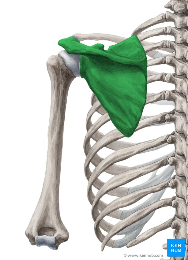 Scapula: Anatomy and clinical notes | Kenhub
