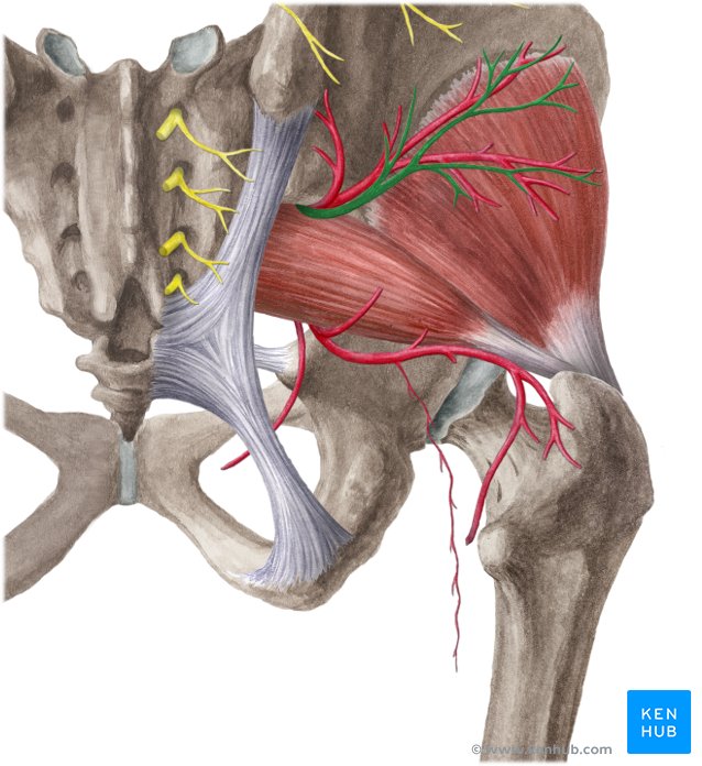 Anatomia do Quadril (Anca) e Coxa | Kenhub