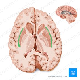 Claustrum: Anatomical structure and function | Kenhub