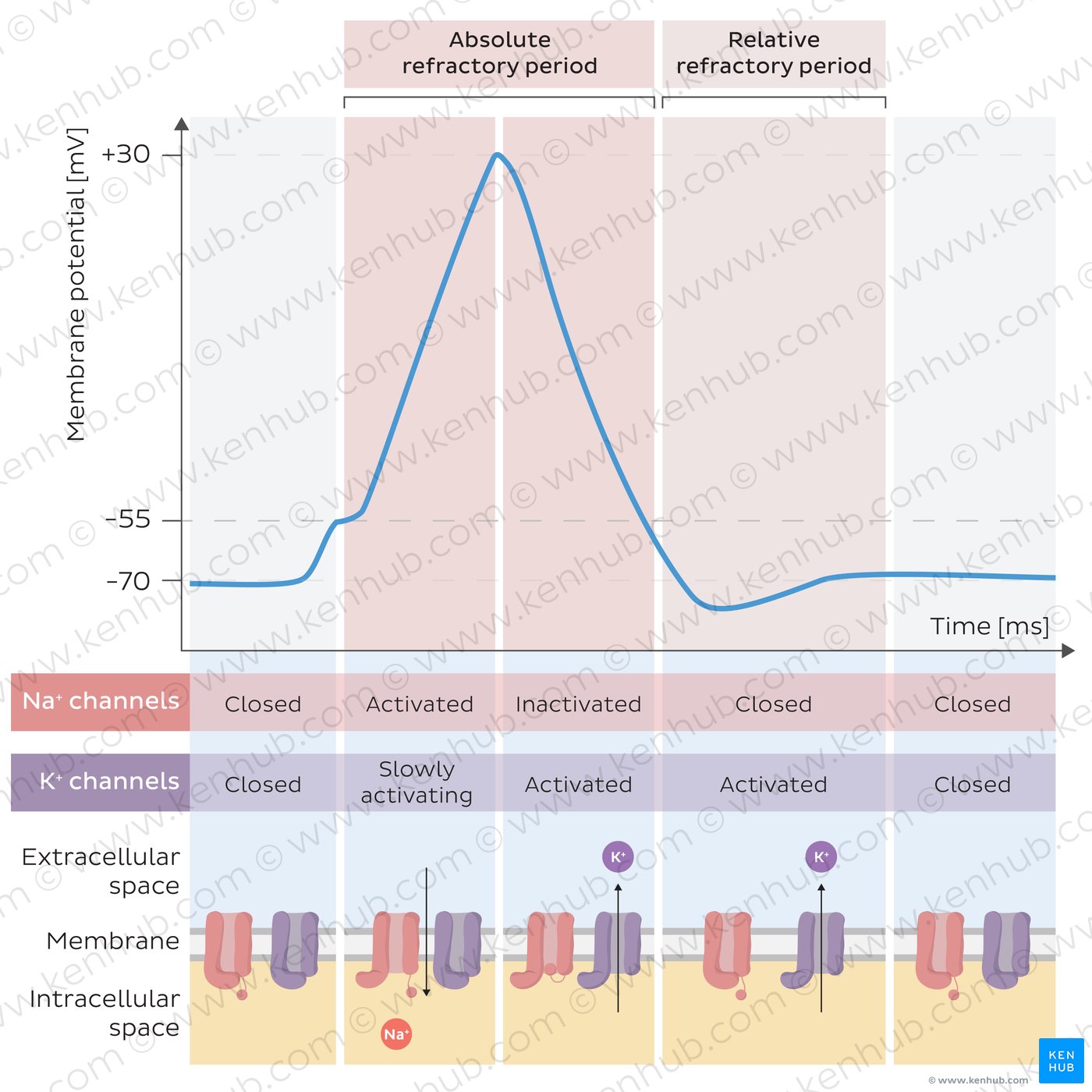Refractory periods: Subphases and roles | Kenhub