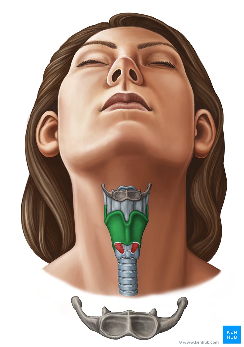 Cartilagens da laringe - Anatomia e função | Kenhub