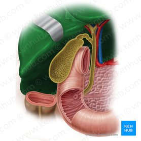Liver anatomy | Kenhub