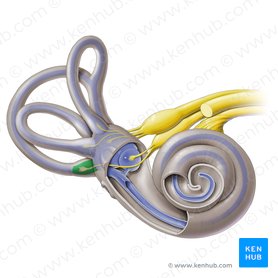 Ear anatomy: Parts and functions | Kenhub