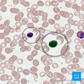 Lymphocytes: Histology and function | Kenhub