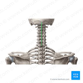 Nuchal region: Landmarks, muscles and lines | Kenhub