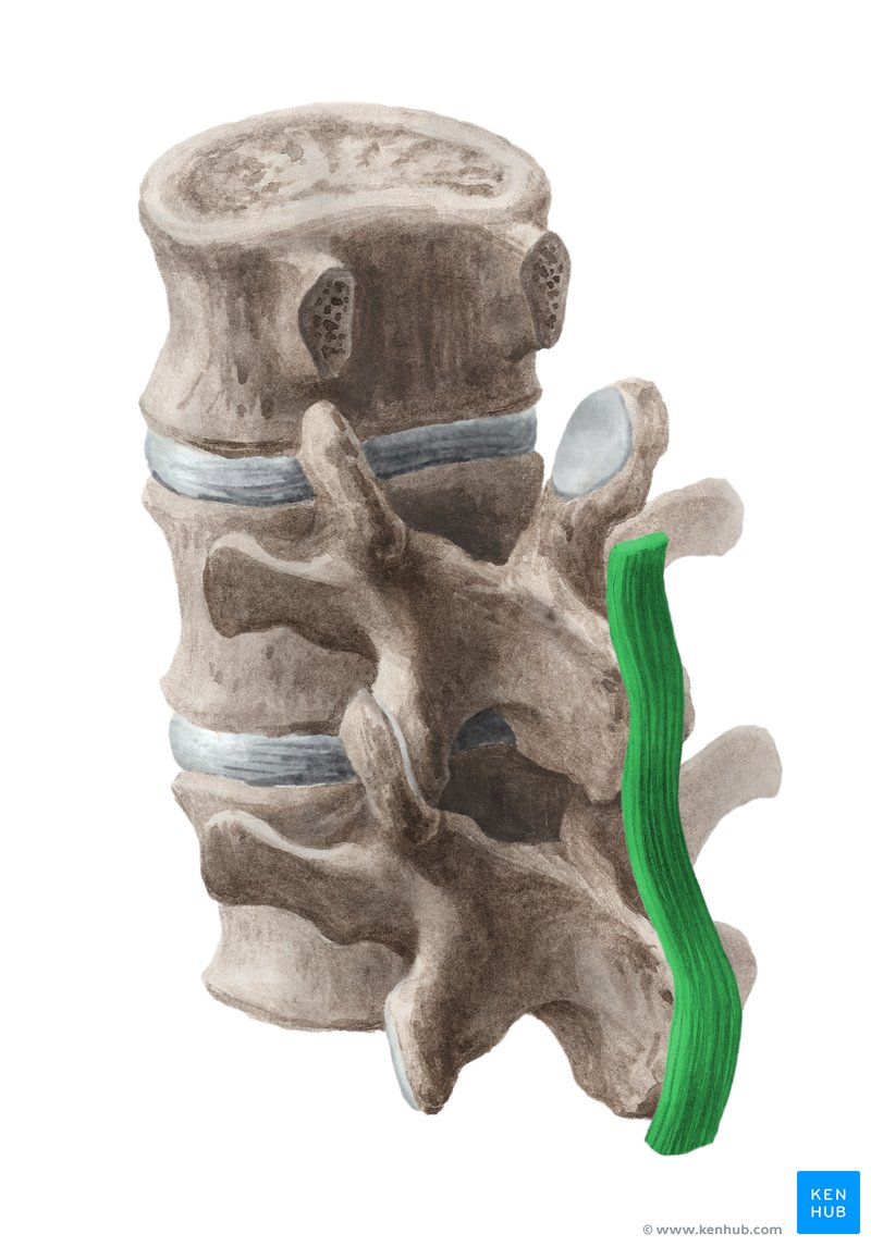 Supraspinous ligament: Anatomy, attachments and function | Kenhub