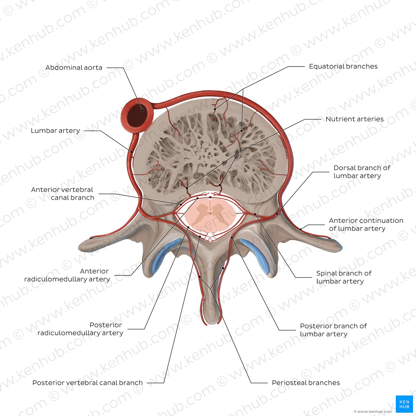 Lumbar Spine Anatomy Labeled