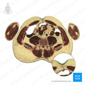 Umbilicus: Anatomy and function | Kenhub