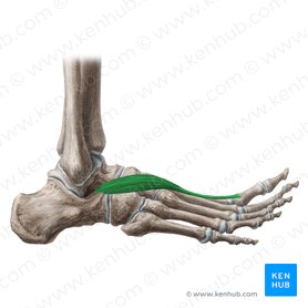 Músculo extensor curto do hálux: Origem, Inserção, Ação | Kenhub