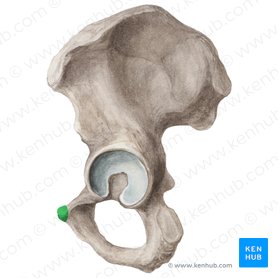 Pubic tubercle: anatomy and funtion | Kenhub
