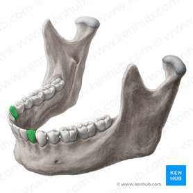 Canine tooth: anatomy, location and function | Kenhub