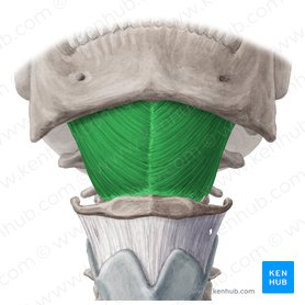Kehlkopfmuskulatur - Anatomie, Innervation und Funktion | Kenhub