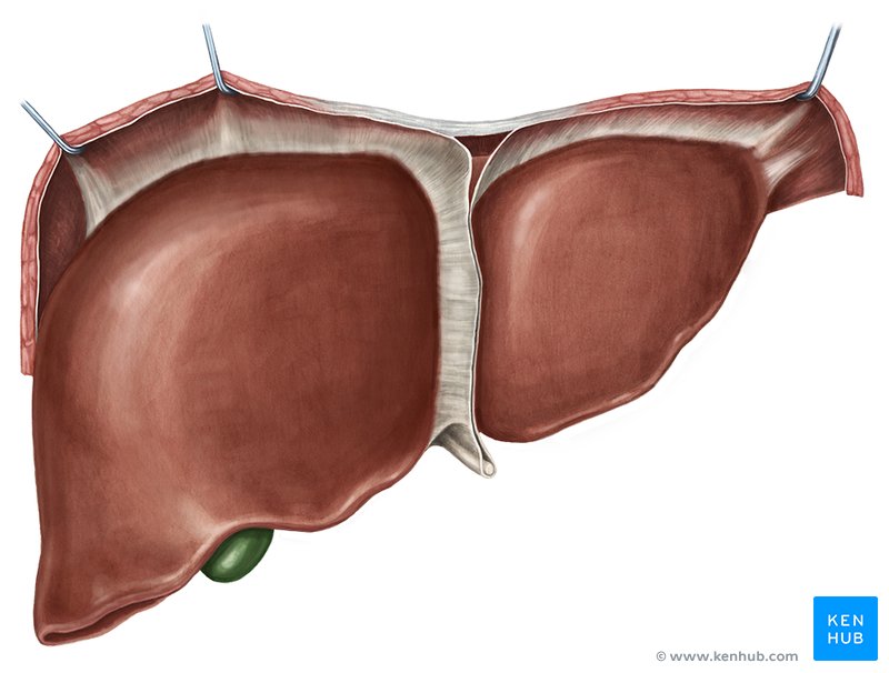 Anatomie du foie : Position, lobes et fonction | Kenhub