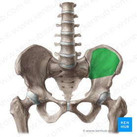 Iliac fossa: definition, structure and function | Kenhub