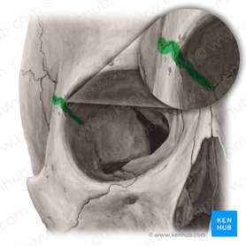 Frontal bone: Anatomy, borders and development | Kenhub