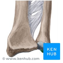 Processus styloideus ulnae: Anatomie und Funktion | Kenhub