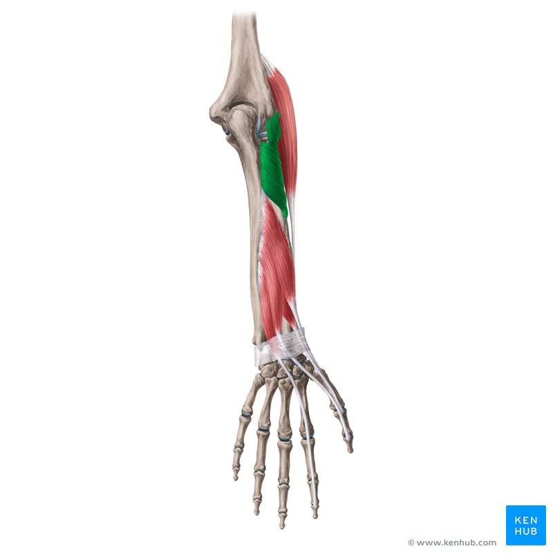 Músculo supinador: Origen, inserción y acción | Kenhub