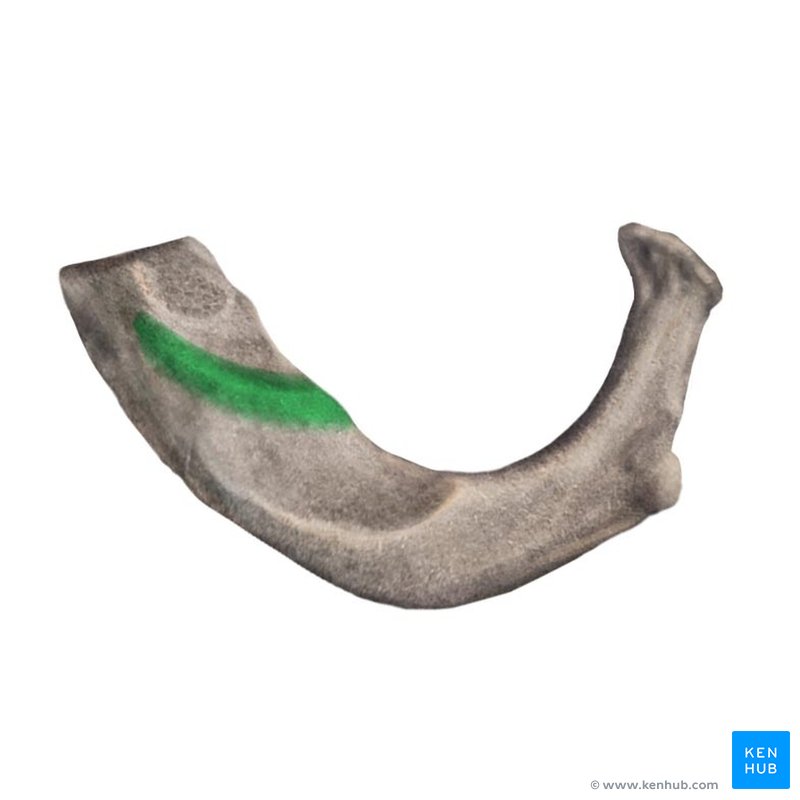 ramus bone marking example