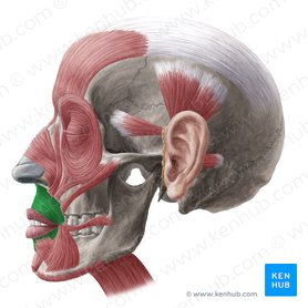 Facial muscles: Anatomy, function and clinical cases | Kenhub