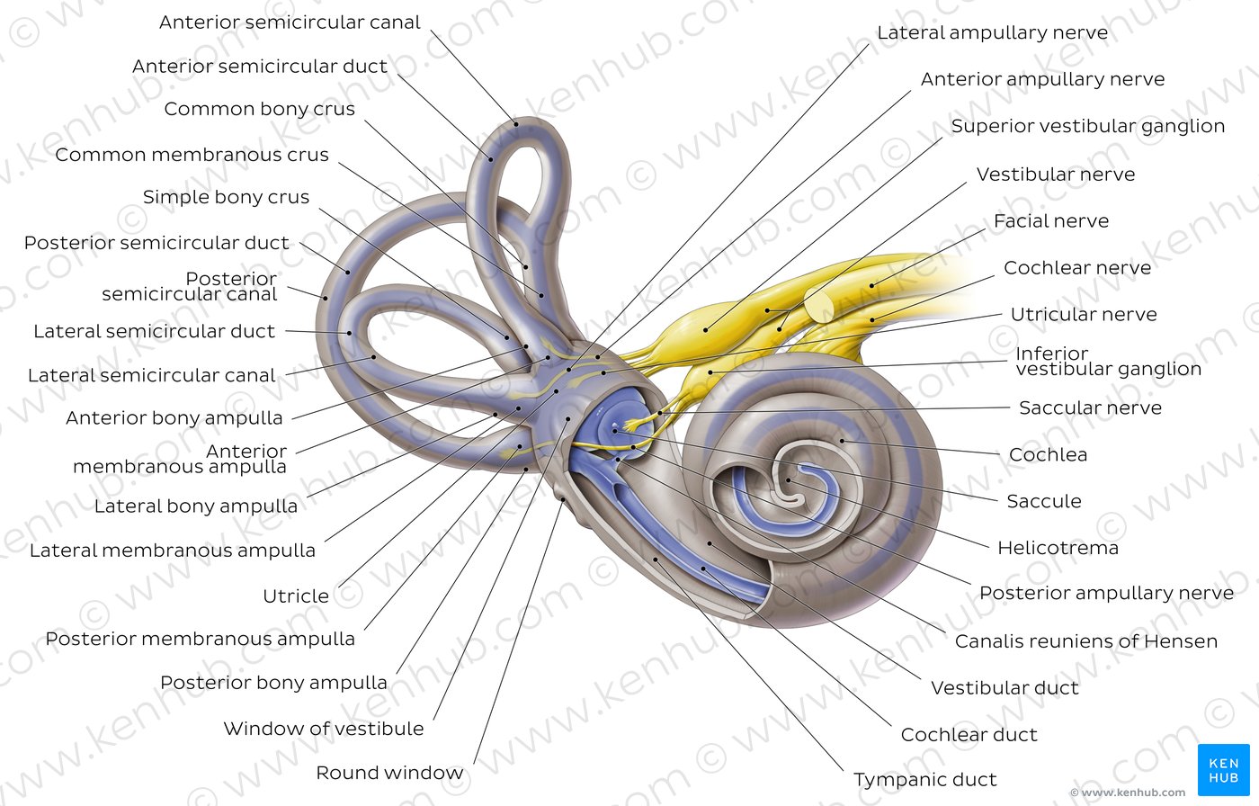 Vestibular system: Anatomy, pathway and function | Kenhub