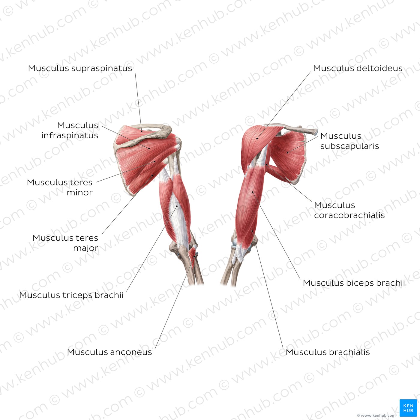 Muskuloskelettales System: Anatomie und Funktion | Kenhub