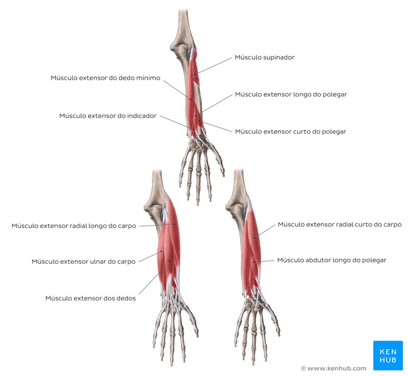 Antebraço e cotovelo - Anatomia, músculos, ossos | Kenhub