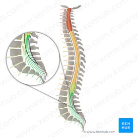 Spinal nerves: Anatomy, roots and function | Kenhub