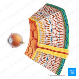 Choroid: Anatomy and function | Kenhub