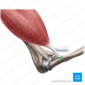 Biceps brachii muscle: Origin, insertion, action | Kenhub