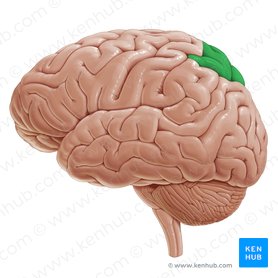 Cerebral cortex: Structure and functions | Kenhub