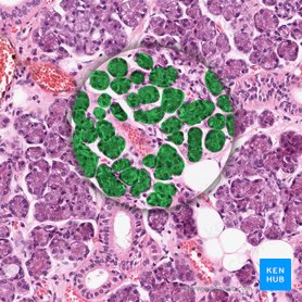 Salivary glands: Overview, anatomy, clinical aspects | Kenhub