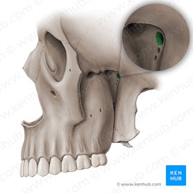 Foramen rotundum | Kenhub