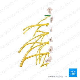 Subcostal nerve: origin, course and function | Kenhub