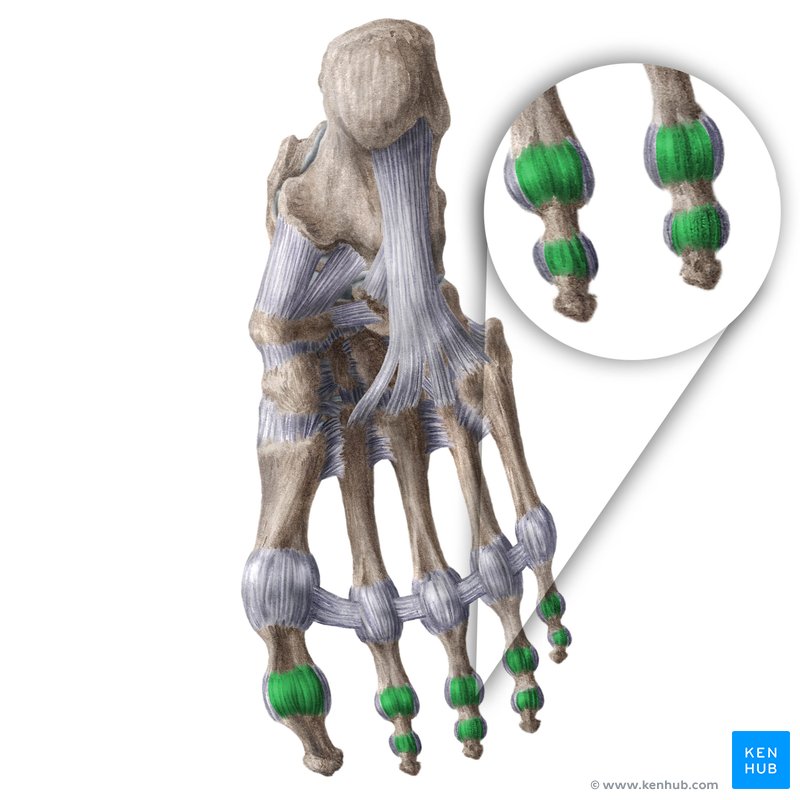 Fußwurzelknochen: Anatomie und Funktion | Kenhub