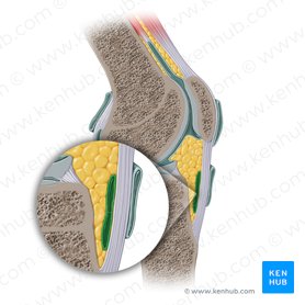 Bursa: Anatomy, structure and function | Kenhub