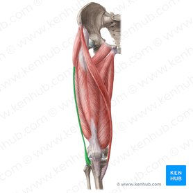 Iliotibial tract (IT band): Anatomy, origin, insertion | Kenhub