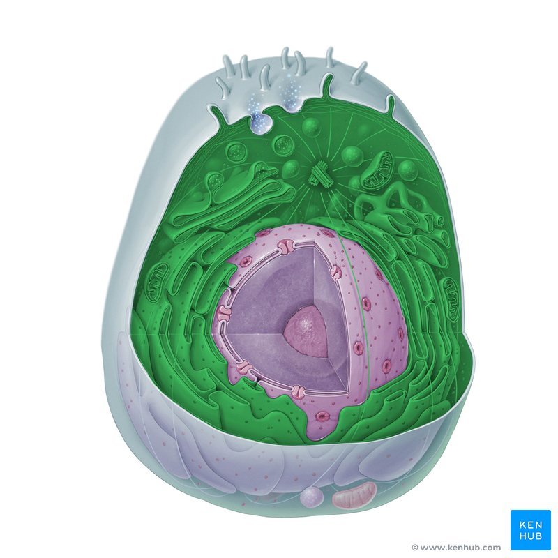 simple cytoplasm drawing