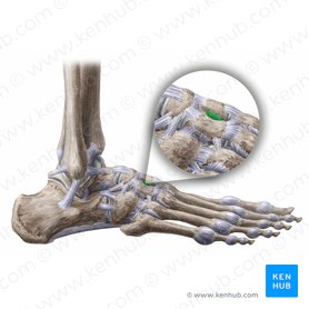 Os cuneiforme - Anatomie & Klinik | Kenhub